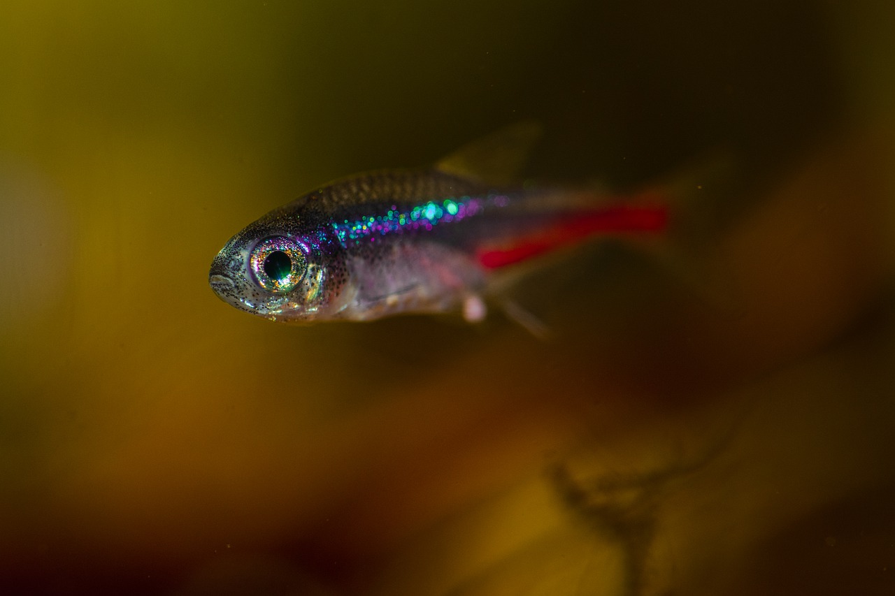 Neonsalmler Arten - Bilder und Informationen - Pic Search