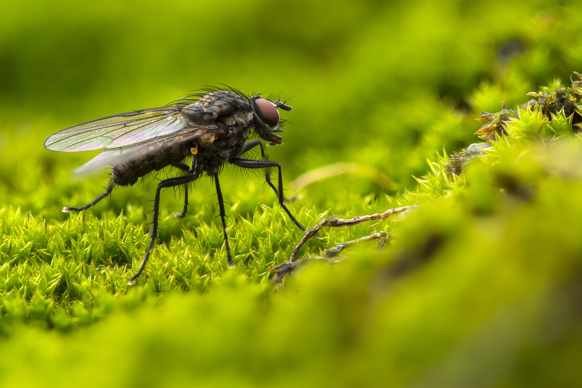 Stilvolle Fliegen Vertreiben Im Freien Bilder